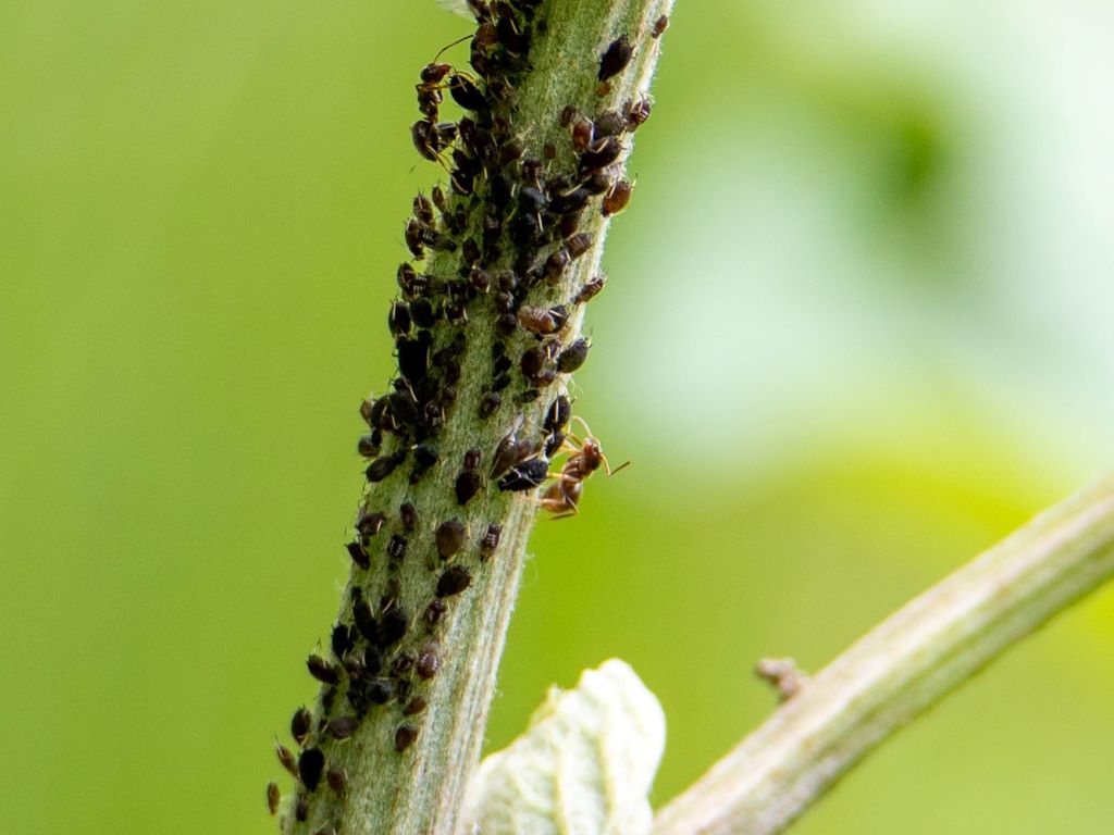 How to Grow Cilantro: Easy Steps for a Thriving Herb