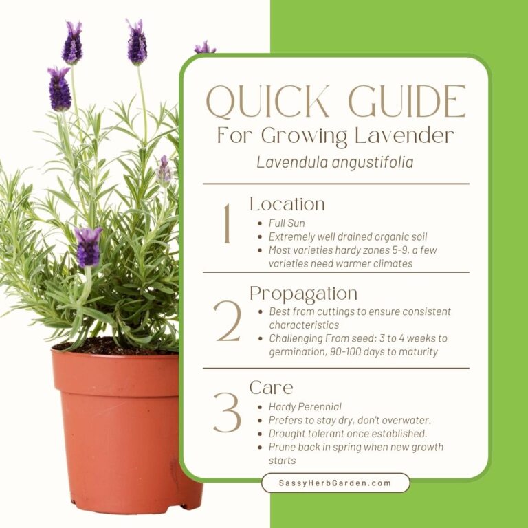How to Grow Lavender: Tips and Tricks for Beautiful Blooms