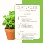 How to Grow Sorrel: Easy Steps for a Flavorful Garden