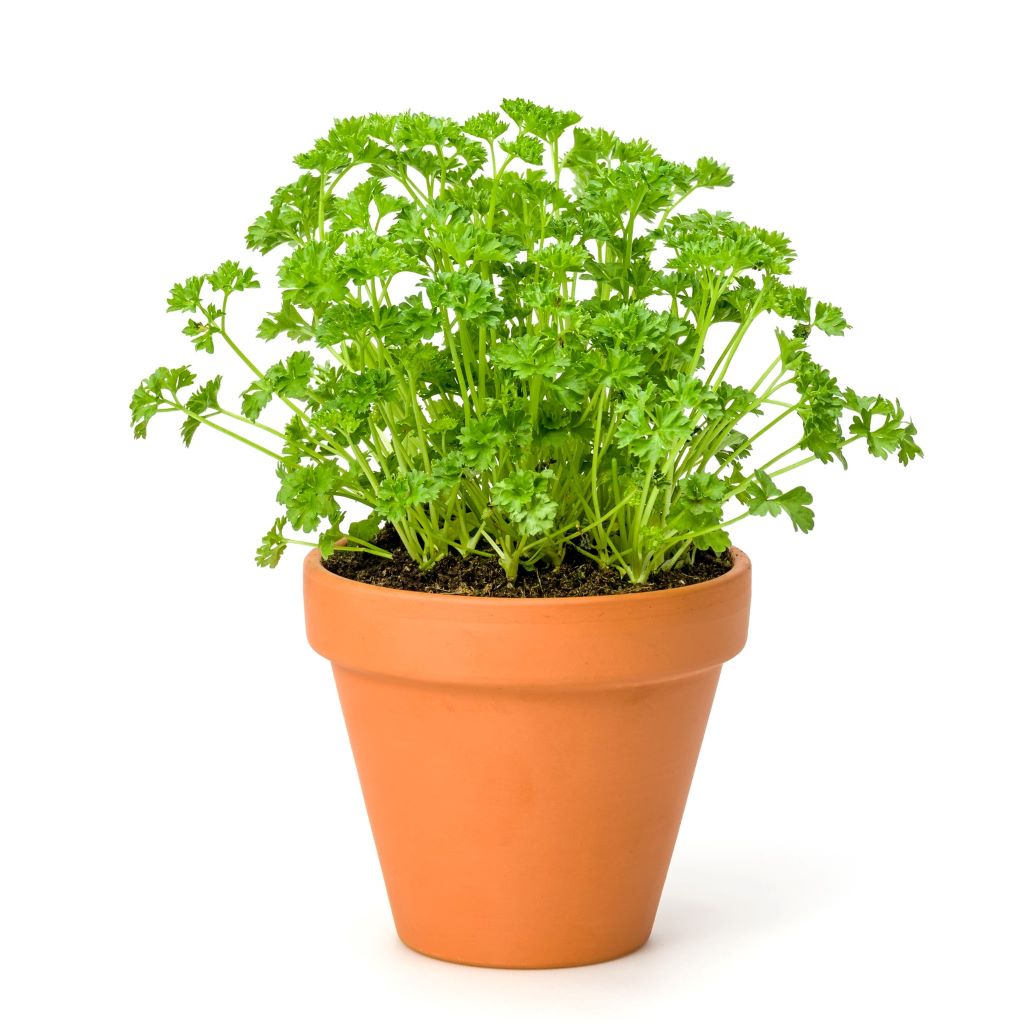 The Ultimate Guide to Herbs That Grow in the Shade