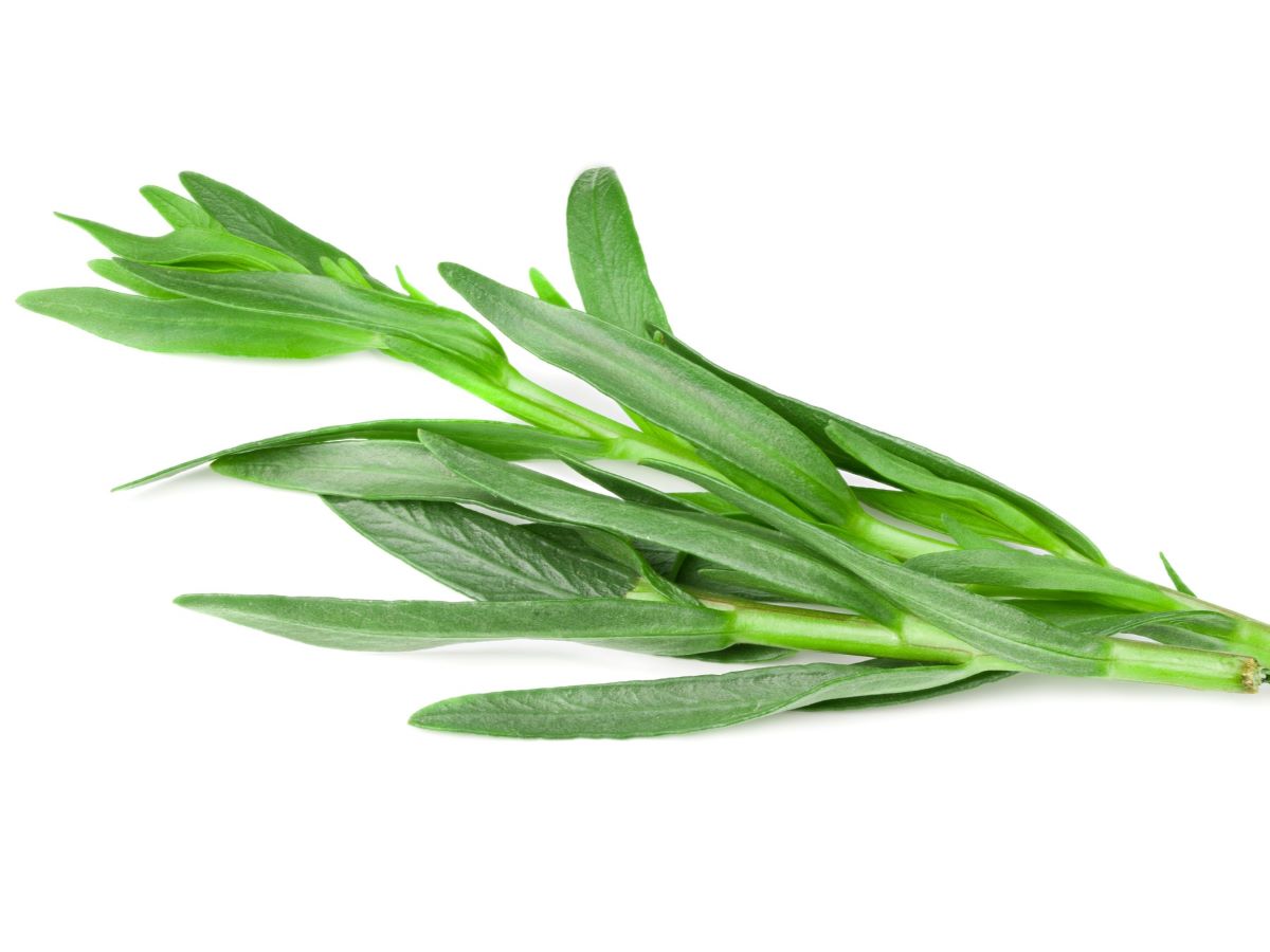 How to Grow French Tarragon: Simple Steps for Thriving Herbs