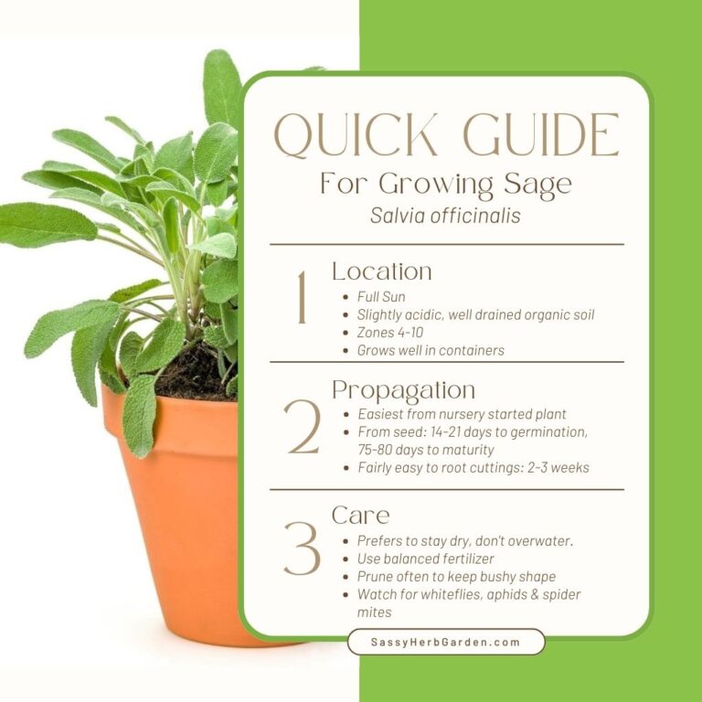 How to Grow Sage: A Beginner's Guide to Easily Cultivate Sage