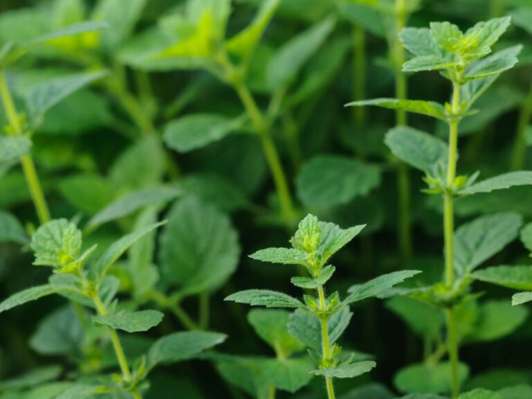 How to Grow Catnip at Home: A Quick and Easy Guide