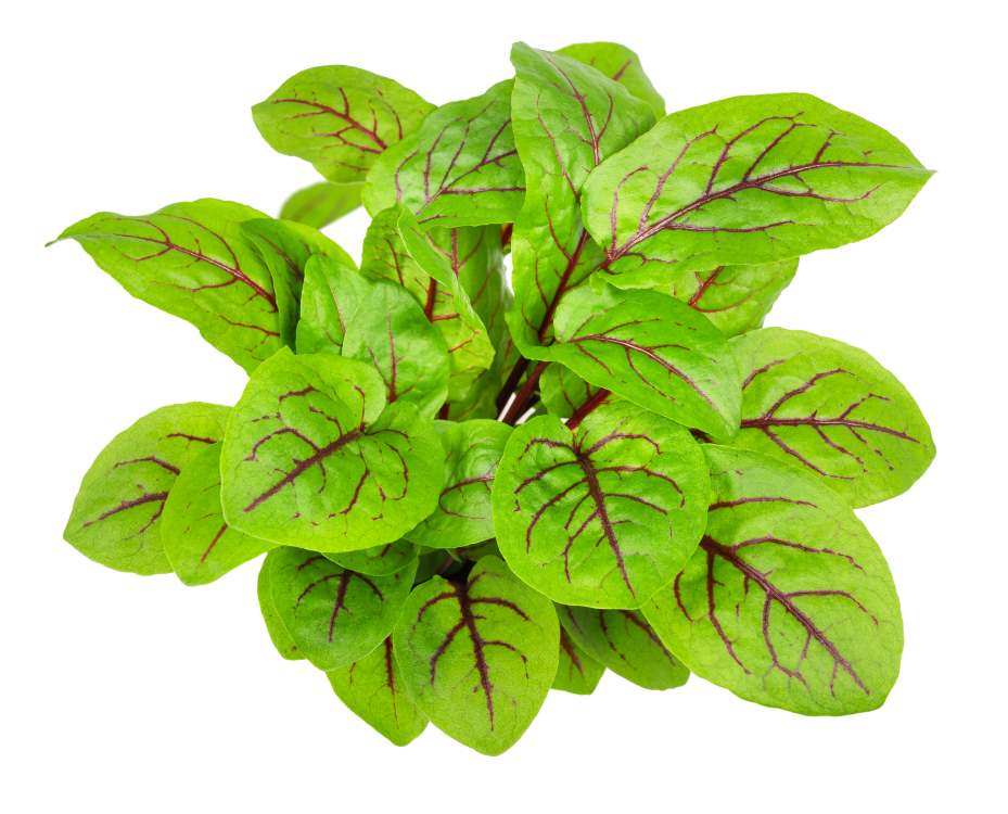 How to Grow Sorrel: Easy Steps for a Flavorful Garden