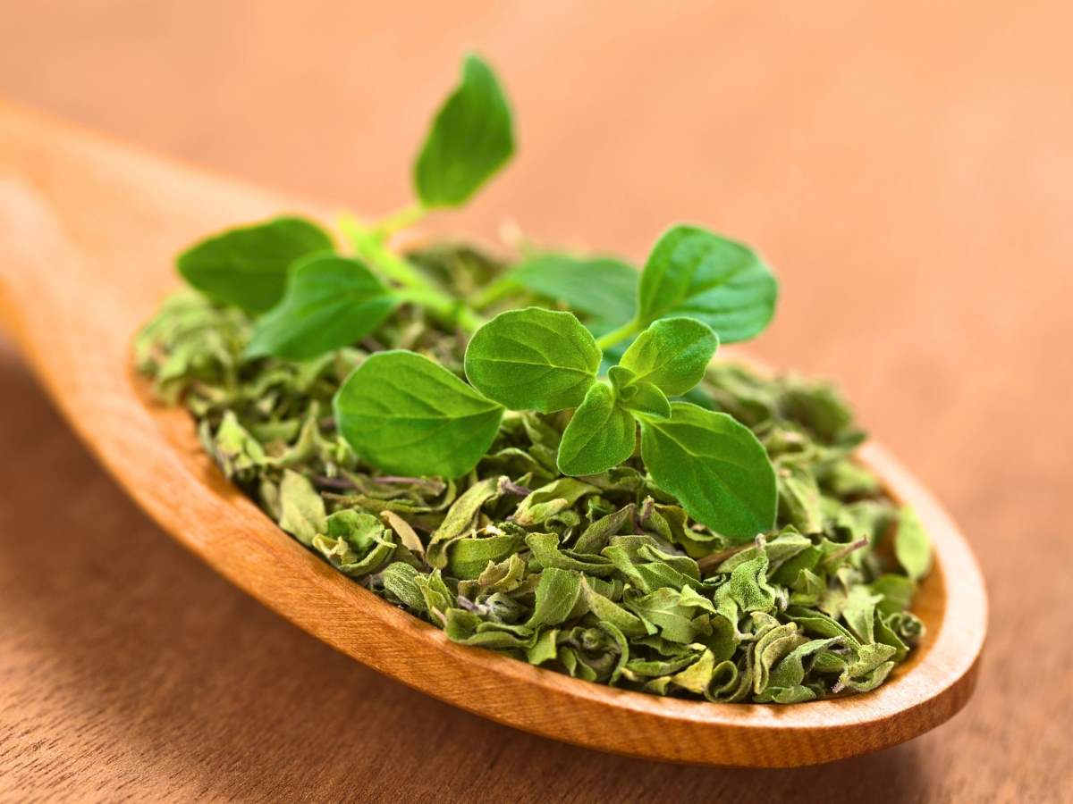 How to Grow Oregano: Simple Steps for Thriving Plants - sassyherbgarden.com