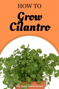 How to Grow Cilantro: Easy Steps for a Thriving Herb