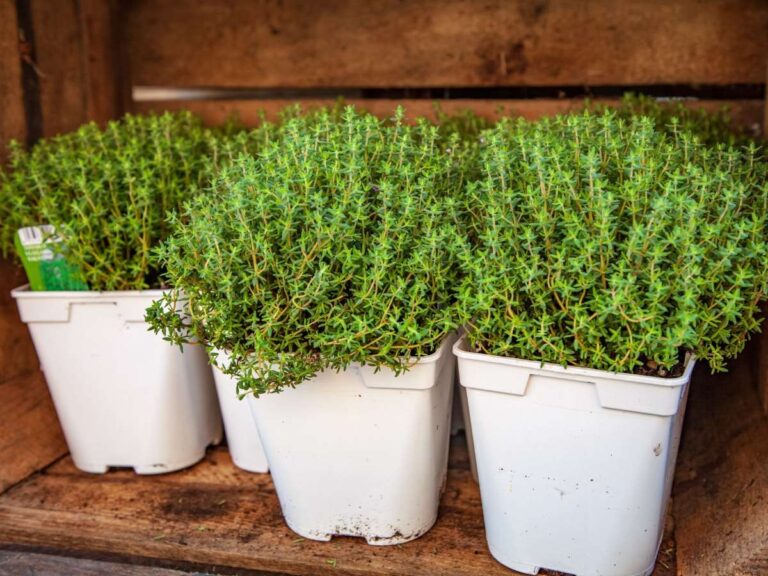 How to Grow Thyme: Easy Steps for a Thriving Herb - sassyherbgarden.com